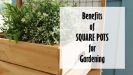 WHY YOU SHOULD ALWAYS USE SQUARE POTS FOR GARDENING | BLOGABERRY FOO